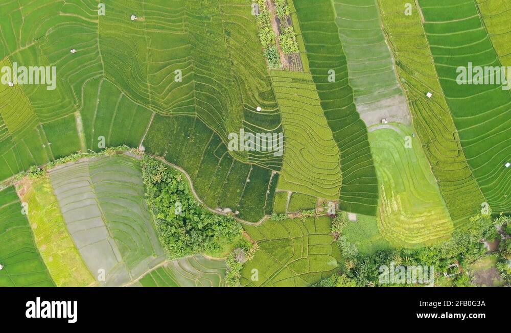 Aerial overview of Balinese rice fields in different stages of growth ...
