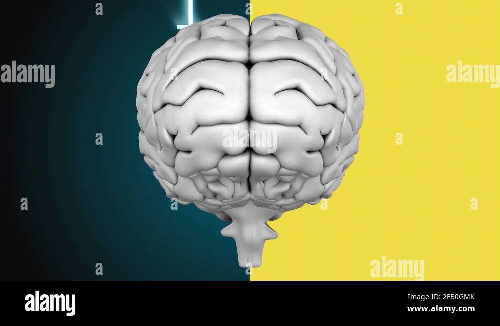 Parts of neurons Stock Videos & Footage - HD and 4K Video Clips - Alamy