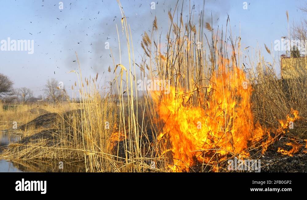 coastal zone of marsh creek, strong smoke from fire of liana overgrowth ...