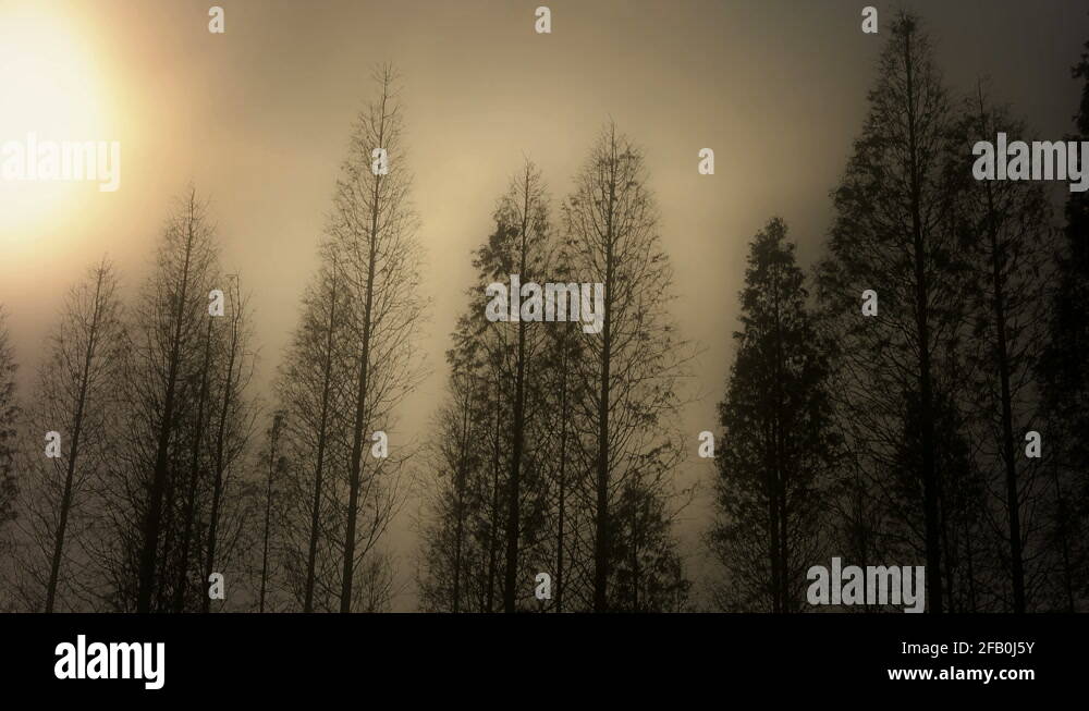 Trees crown sway in wind,metasequoia,Jungle,forest Stock Video Footage ...