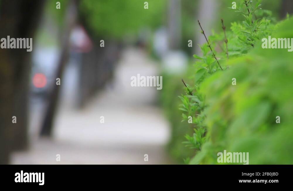 Road greening Stock Videos & Footage - HD and 4K Video Clips - Alamy