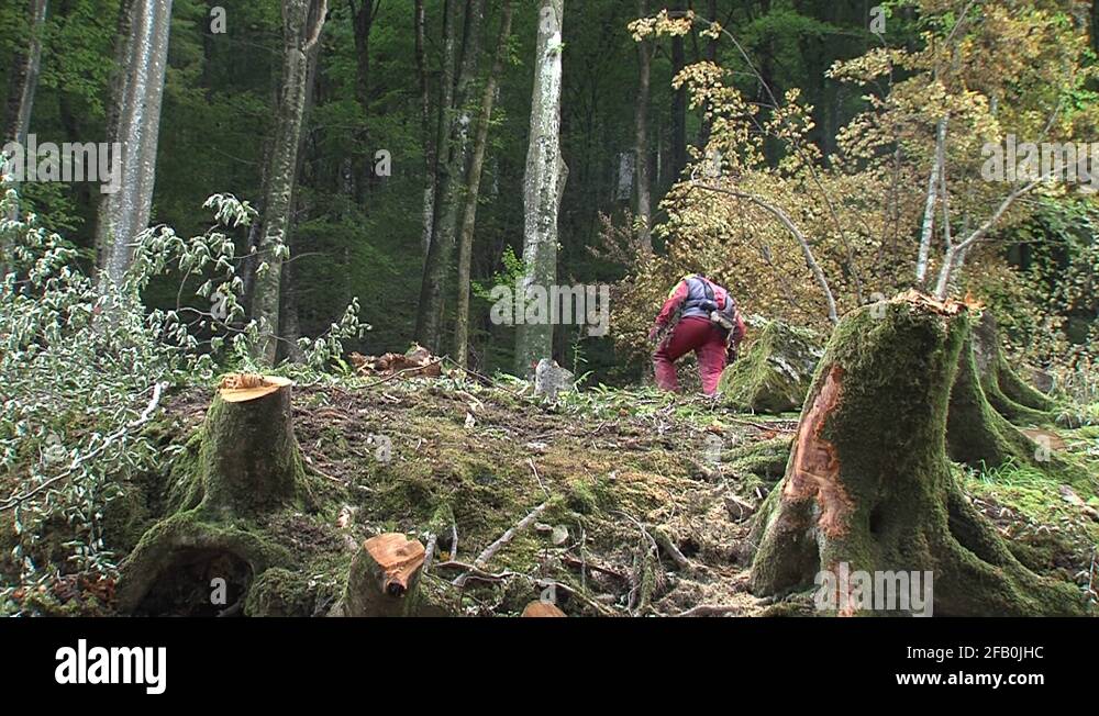 Forester inspection trees Stock Videos & Footage - HD and 4K Video ...