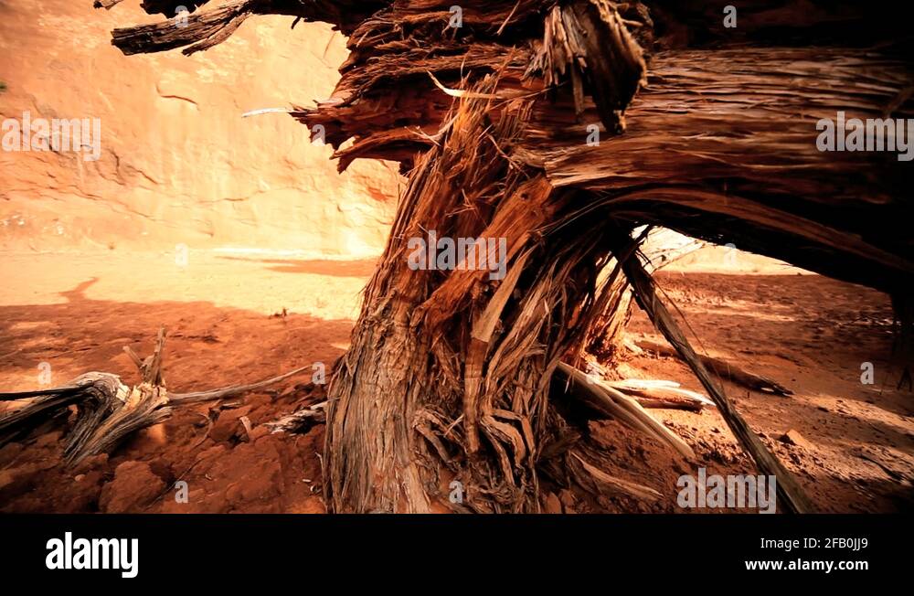 Dead tree in landscape Stock Videos & Footage - HD and 4K Video Clips ...