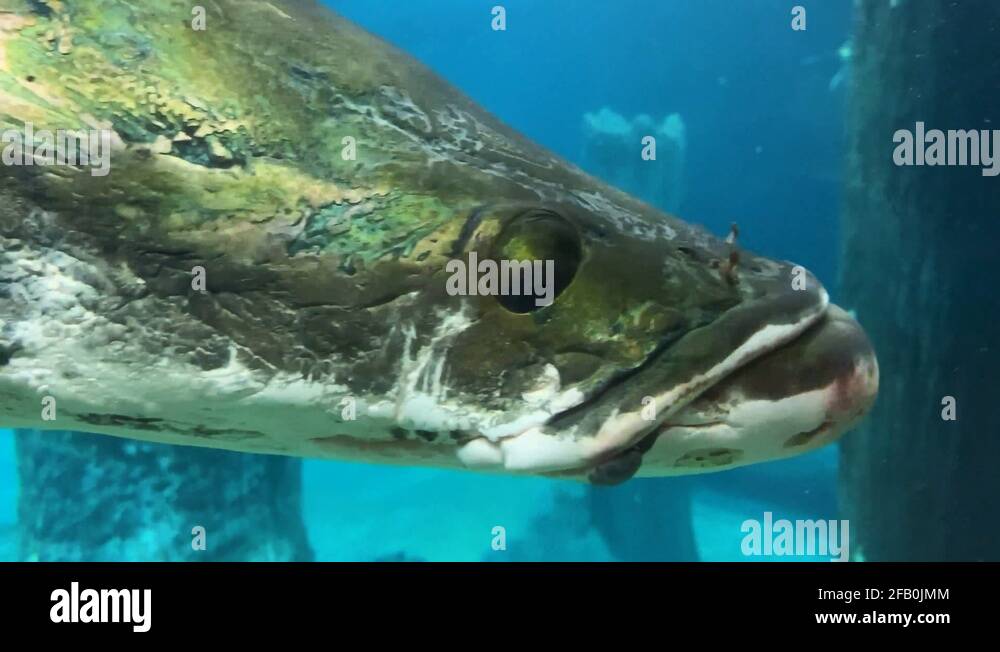 Arapaima scales Stock Videos & Footage - HD and 4K Video Clips - Alamy