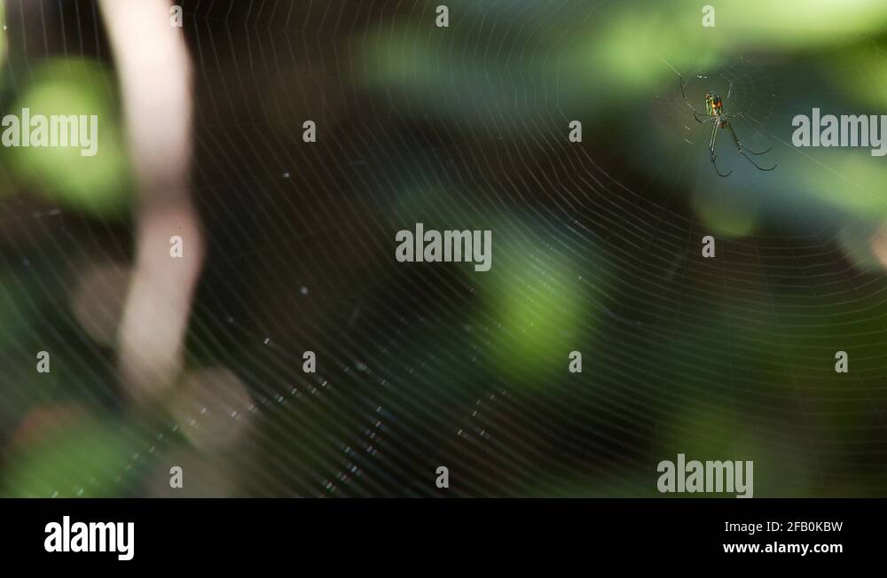 Spider web structure Stock Videos & Footage - HD and 4K Video Clips - Alamy