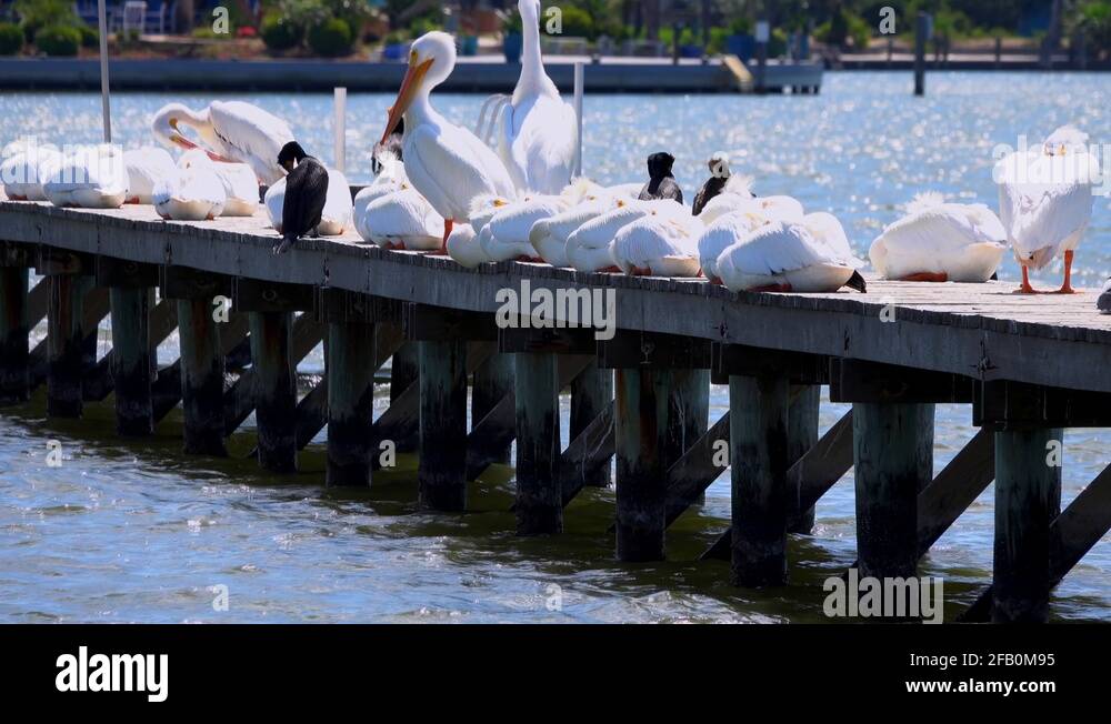 Assorted birds Stock Videos & Footage - HD and 4K Video Clips - Alamy