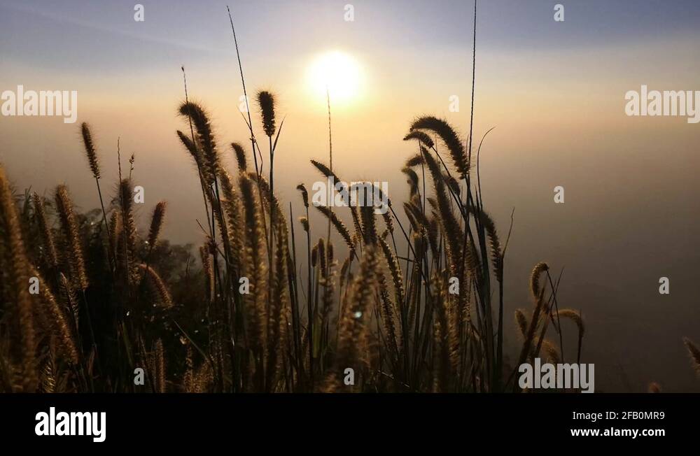 Weeds growing in a field Stock Videos & Footage - HD and 4K Video Clips ...