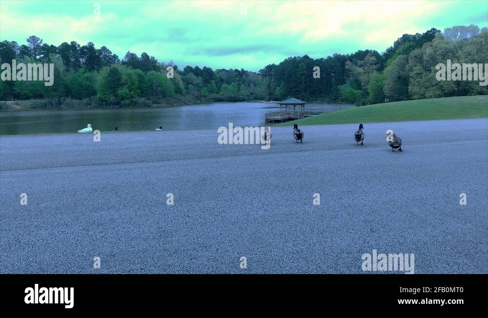 Walking horizontal road Stock Videos & Footage - HD and 4K Video Clips ...