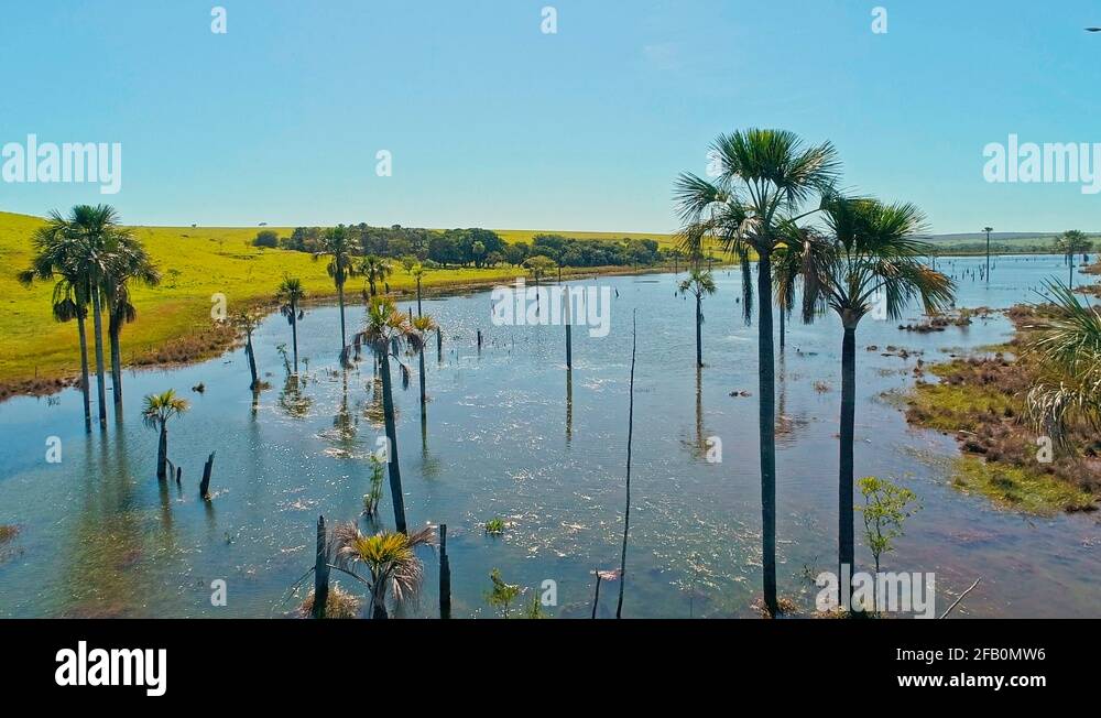 Cerrado aerial Stock Videos & Footage - HD and 4K Video Clips - Alamy