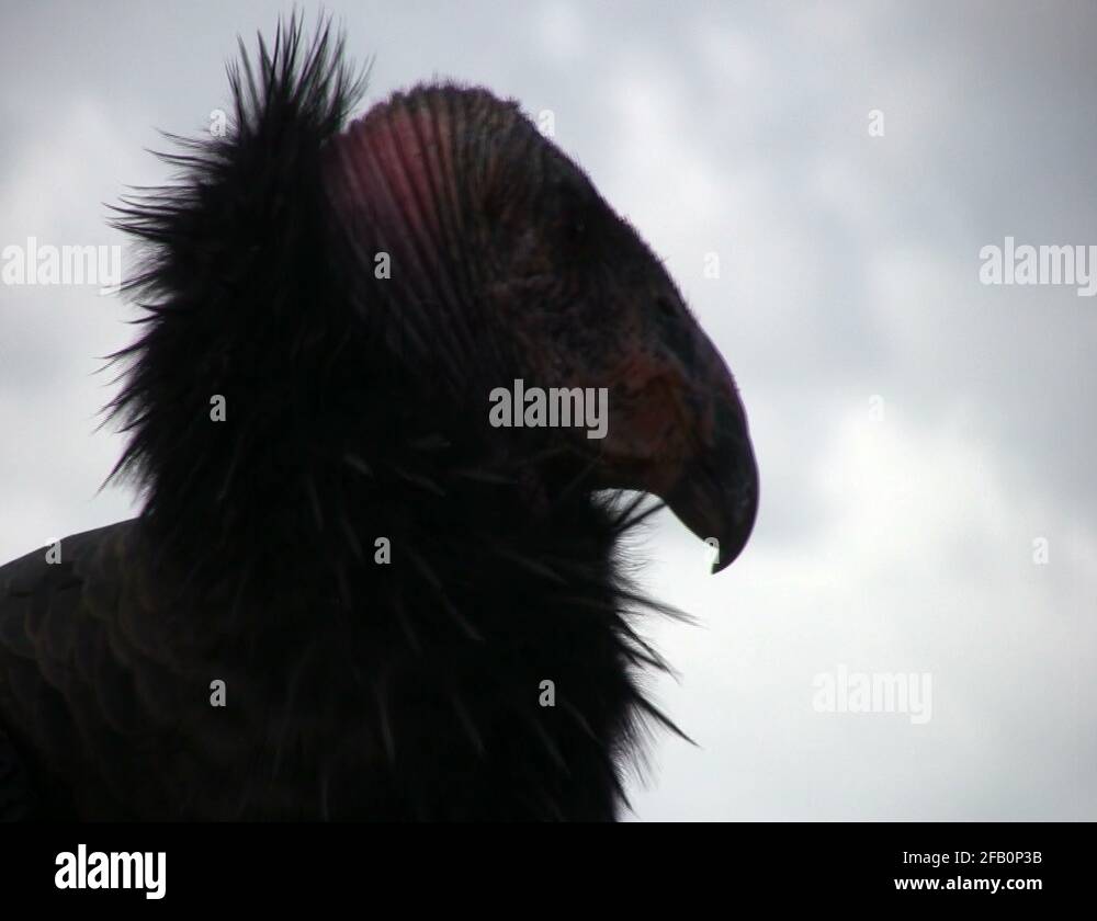 California condor endangered species Stock Videos & Footage - HD and 4K ...
