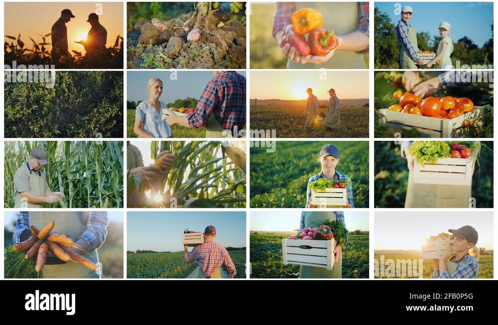 Farming activities Stock Videos & Footage - HD and 4K Video Clips - Alamy