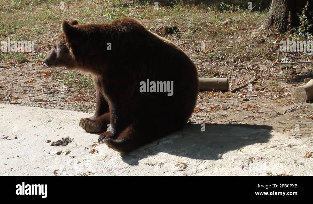 Grizzly bear standing aggressive Stock Videos & Footage - HD and 4K ...