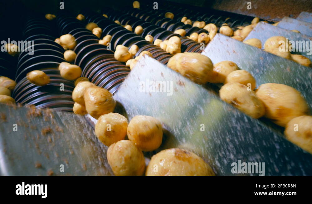 Potatoes getting on a sorting conveyor in a food production facility ...