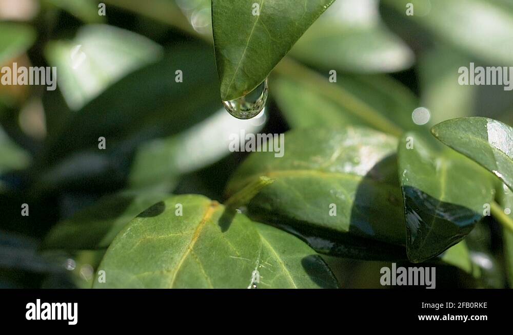 Water dripping off leaf Stock Videos & Footage - HD and 4K Video Clips ...