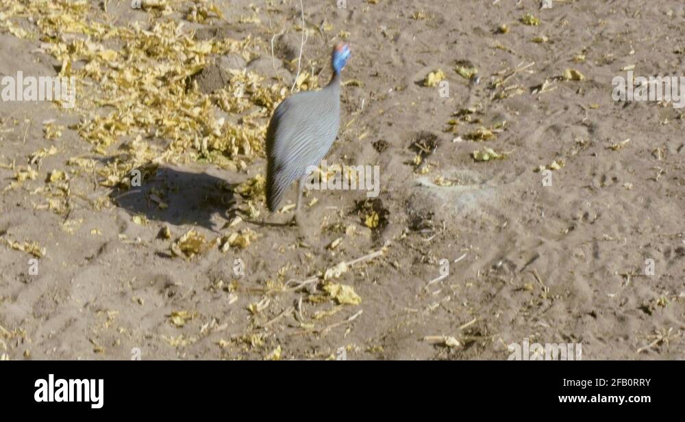 Turkey and guinea Stock Videos & Footage - HD and 4K Video Clips - Alamy
