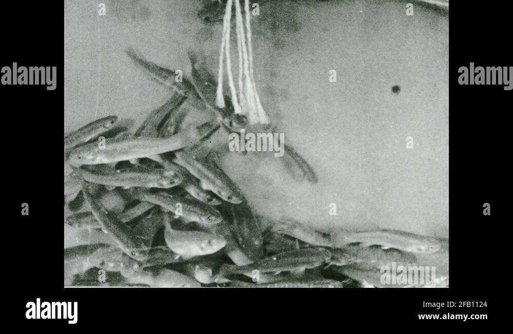 1930s: Direction of current is switched. Fish change direction in tank ...