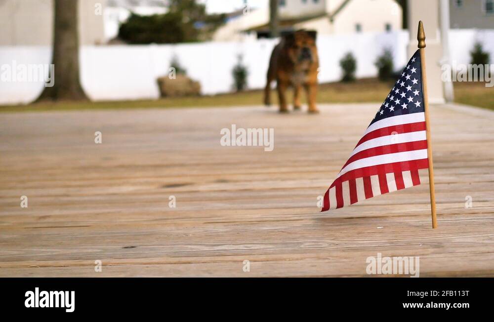English bulldog flag Stock Videos & Footage - HD and 4K Video Clips - Alamy