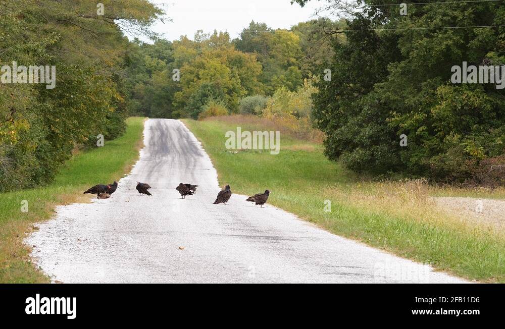 Roadkill bird Stock Videos & Footage - HD and 4K Video Clips - Alamy