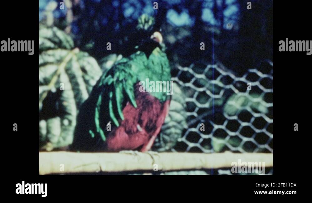 Wild avocado bird Stock Videos & Footage - HD and 4K Video Clips - Alamy