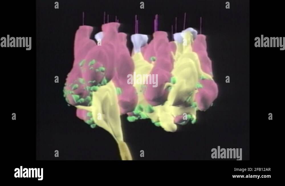Animal neuron Stock Videos & Footage - HD and 4K Video Clips - Alamy