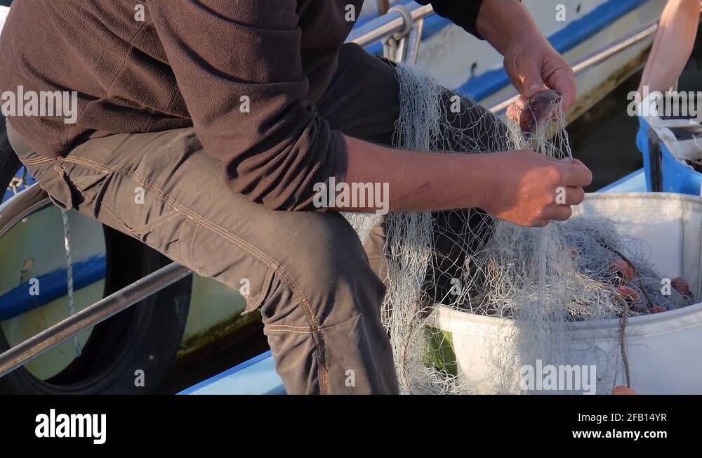 Ring nets Stock Videos & Footage - HD and 4K Video Clips - Alamy