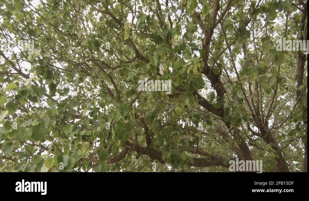 Tree blowing leaves Stock Videos & Footage - HD and 4K Video Clips - Alamy