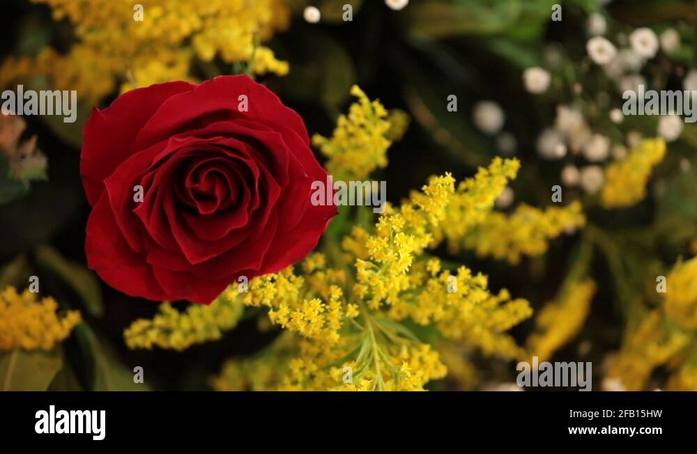 red rose video background Stock Video Footage - Alamy