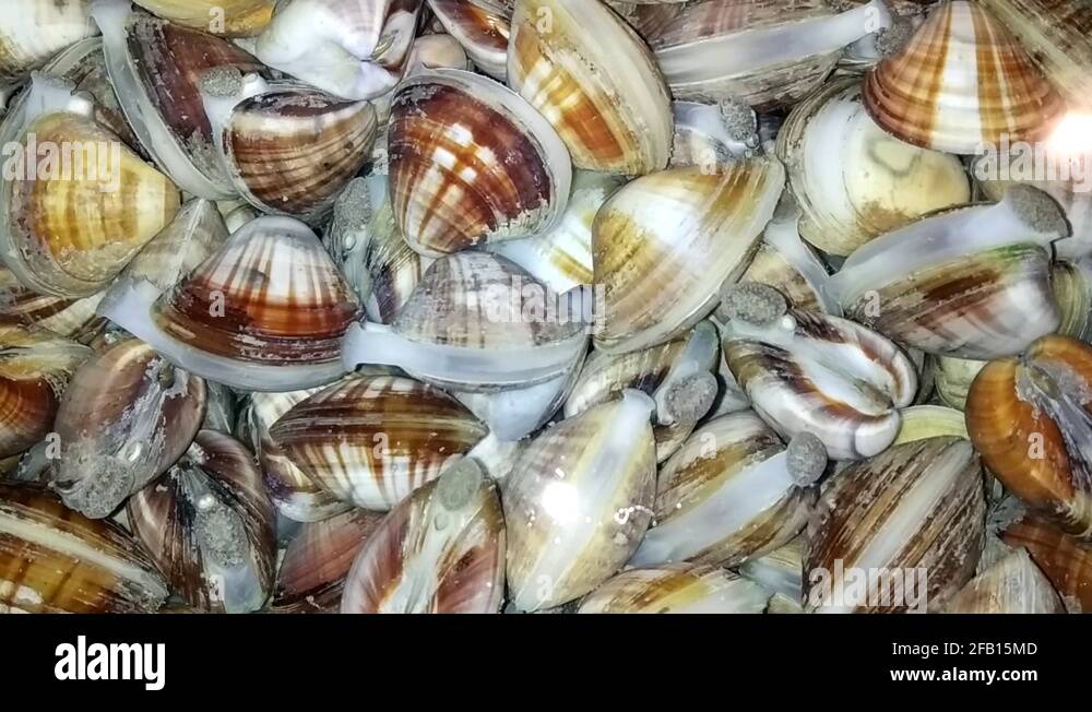 Spanish clams Stock Videos & Footage - HD and 4K Video Clips - Alamy