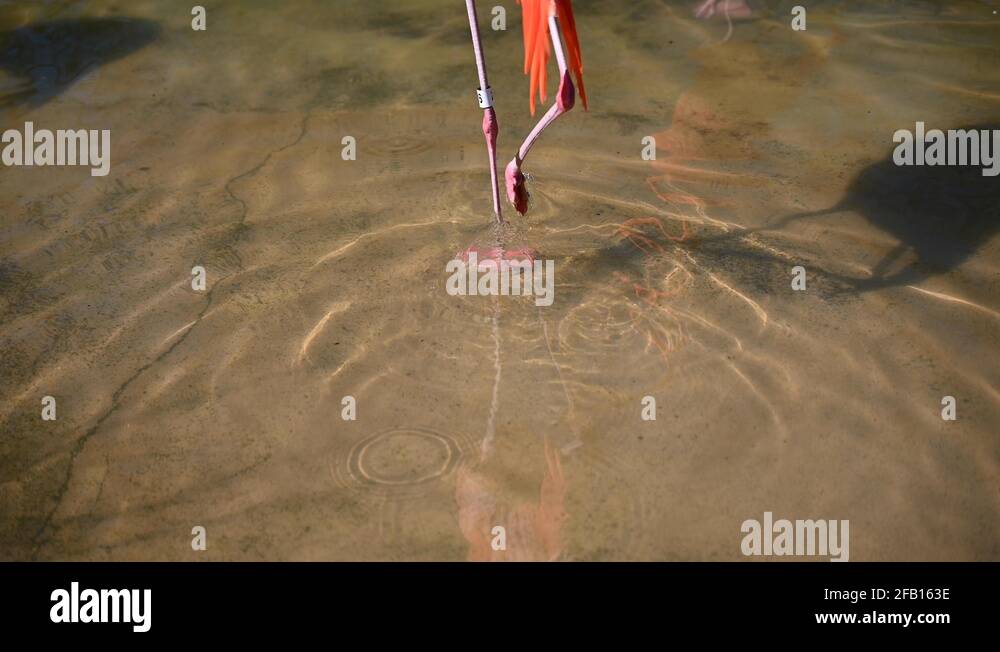 Flamingo legs Stock Videos & Footage - HD and 4K Video Clips - Alamy