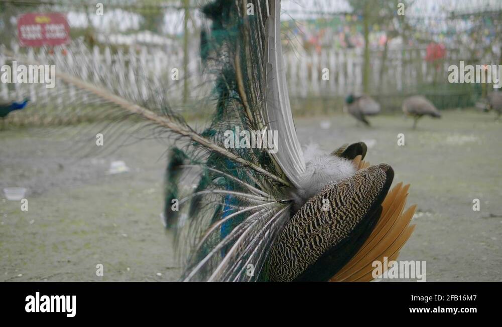 Peacock fanning tail Stock Videos & Footage - HD and 4K Video Clips - Alamy