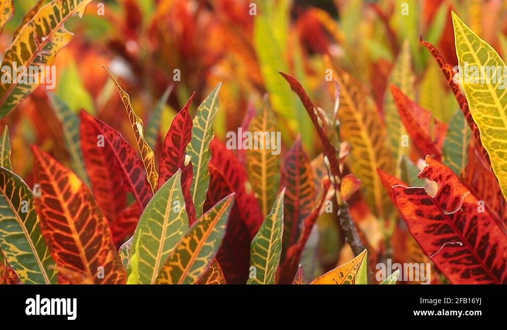 Full color card Stock Videos & Footage - HD and 4K Video Clips - Alamy