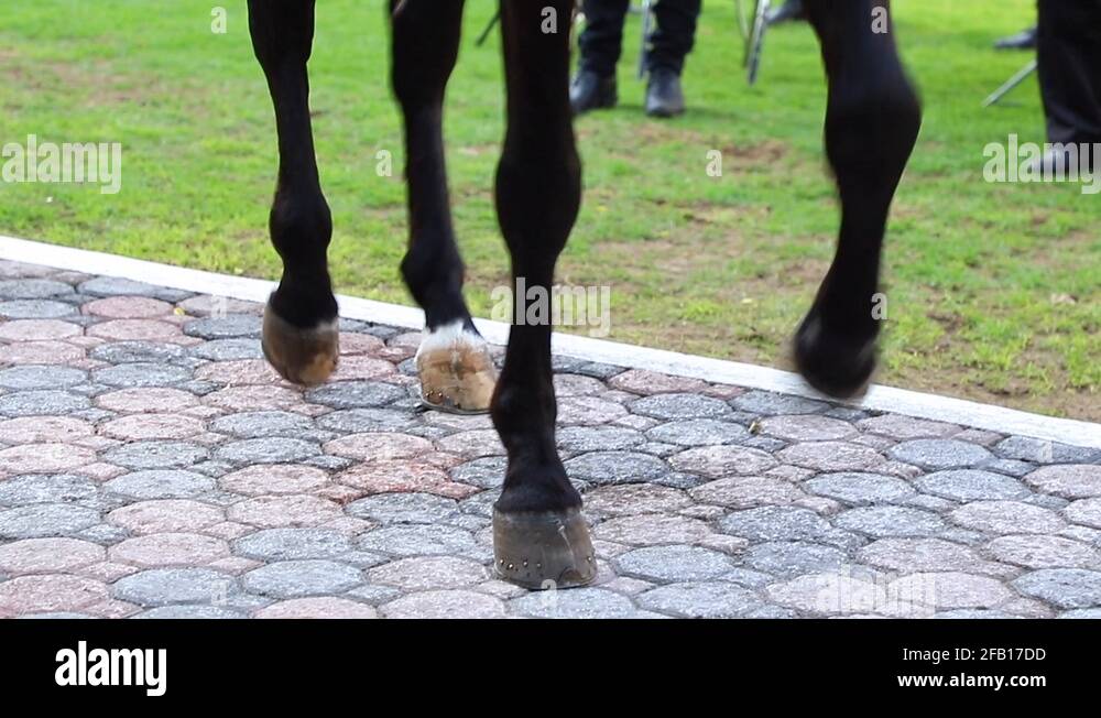 Dancing horse Stock Videos & Footage - HD and 4K Video Clips - Alamy