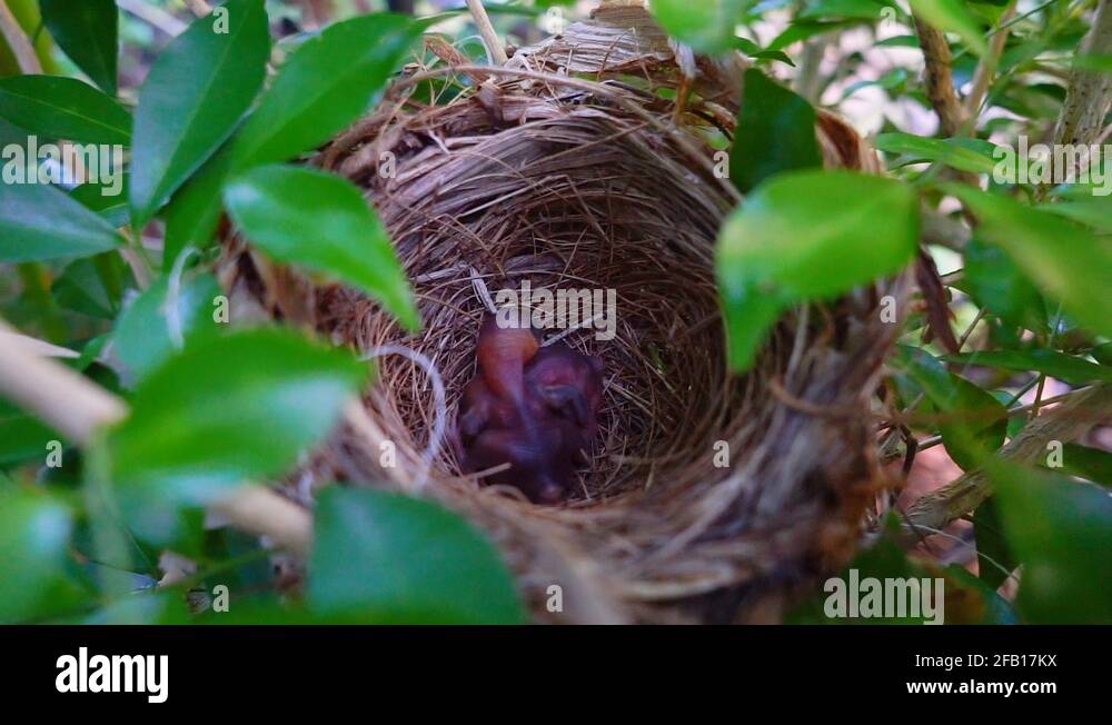 Baby animal born Stock Videos & Footage - HD and 4K Video Clips - Alamy