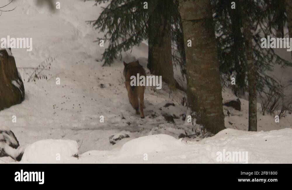 Wolf pack hunting in snow Stock Videos & Footage - HD and 4K Video ...