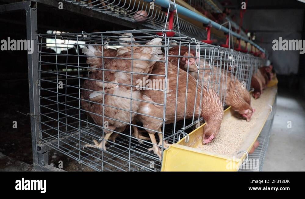 Hen stable Stock Videos & Footage - HD and 4K Video Clips - Alamy