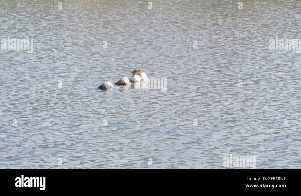 Floating raft Stock Videos & Footage - HD and 4K Video Clips - Alamy