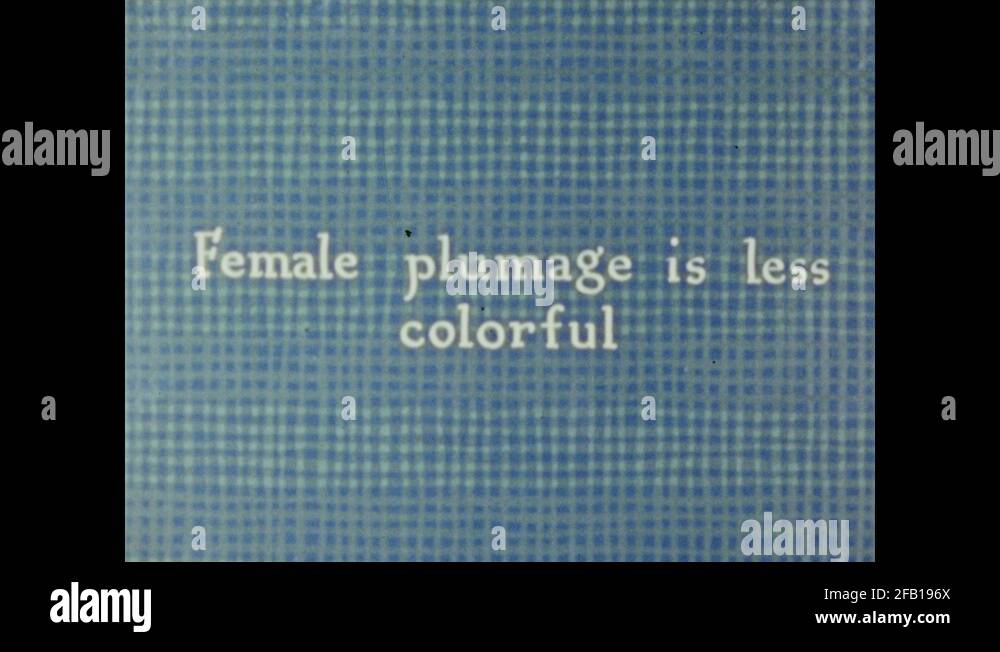 Female plumage Stock Videos & Footage - HD and 4K Video Clips - Alamy