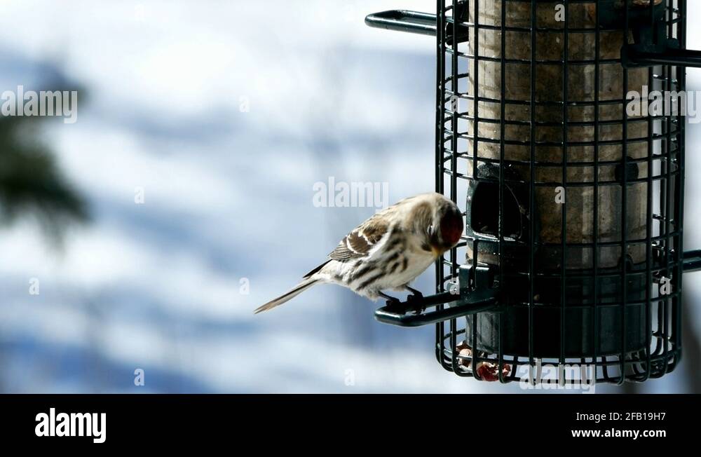 Winter bird birds wing Stock Videos & Footage - HD and 4K Video Clips ...