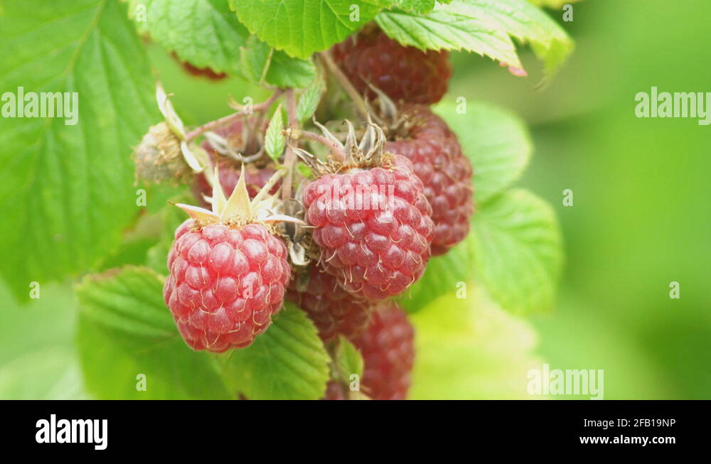 Bush group bush group Stock Videos & Footage - HD and 4K Video Clips ...