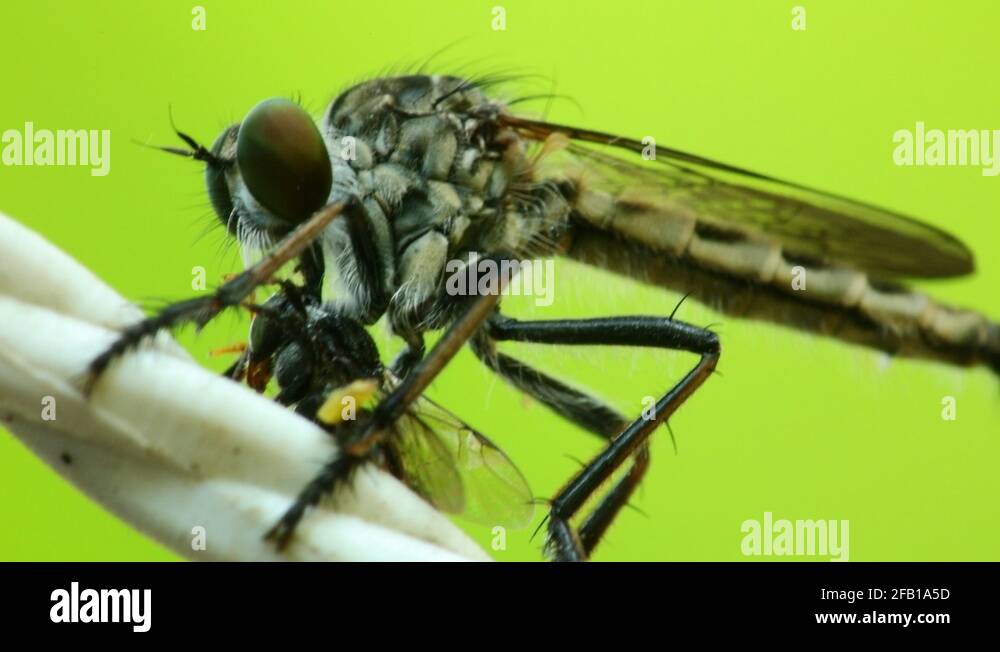 Robber fly feeding Stock Videos & Footage - HD and 4K Video Clips - Alamy