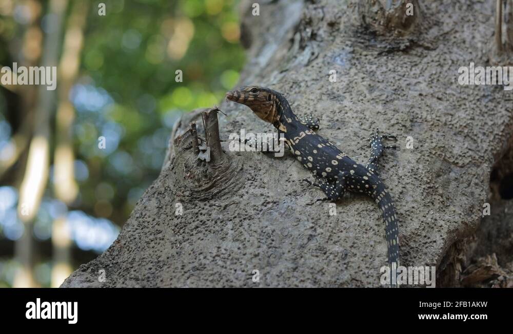 Black water monitor Stock Videos & Footage - HD and 4K Video Clips - Alamy