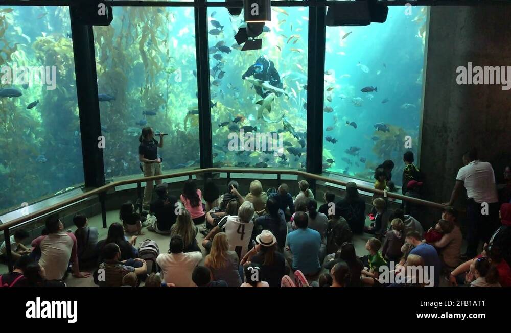 Visitors watching a scuba diver feed sea animals inside a massive fish ...