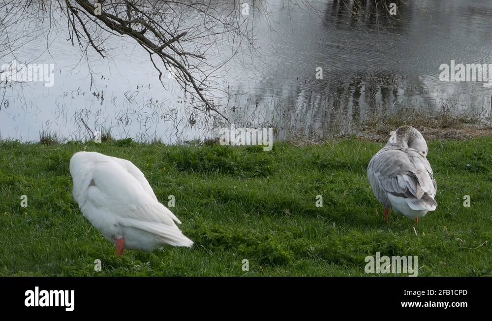 Geese landscape Stock Videos & Footage - HD and 4K Video Clips - Alamy
