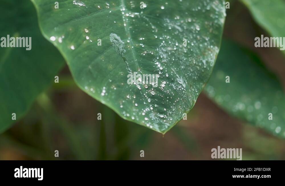 Water pouring off leaf Stock Videos & Footage - HD and 4K Video Clips ...
