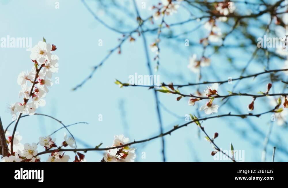 Beautiful spring nature background. Closeup view of branches of fruit ...
