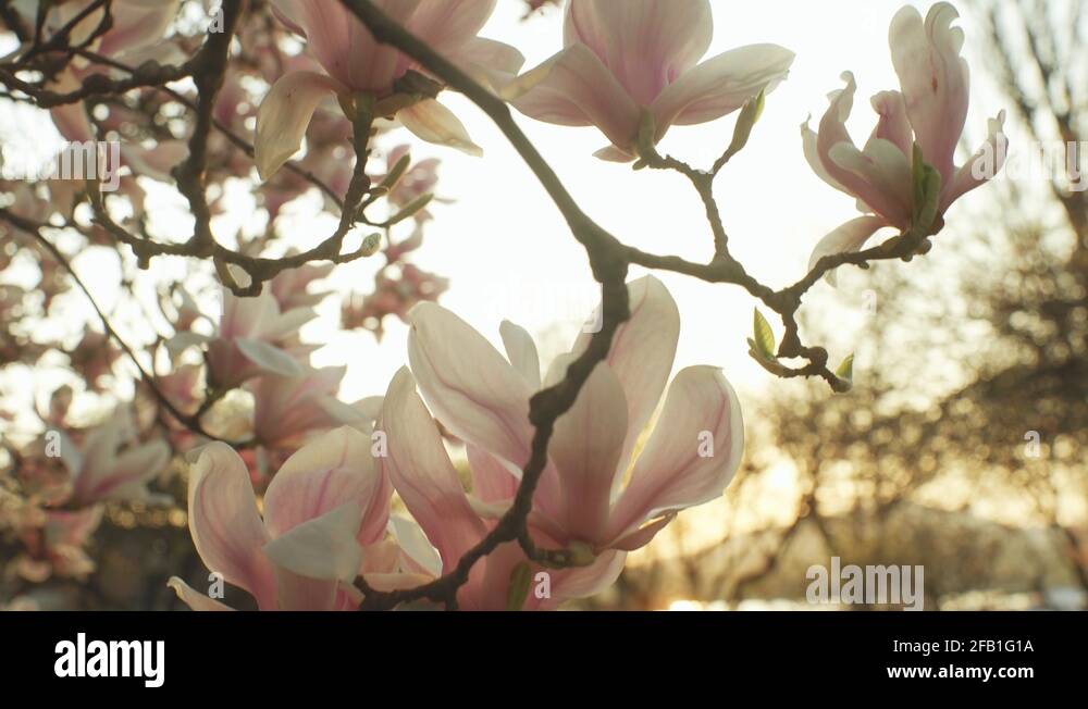 Magnolia blossom tree with little branch behind the sunset during the ...