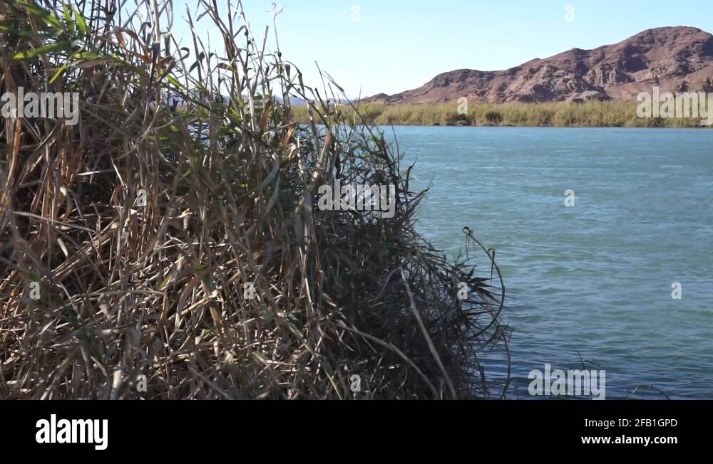 Tule grass Stock Videos & Footage - HD and 4K Video Clips - Alamy