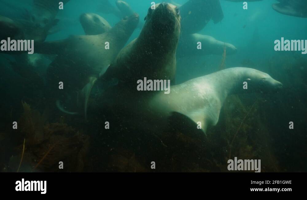 Krill predator Stock Videos & Footage - HD and 4K Video Clips - Alamy