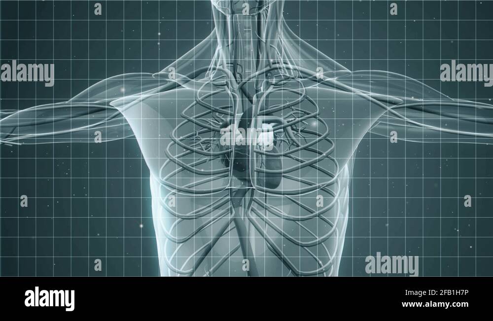 Scanning Human Anatomy medic science Stock Video Footage - Alamy