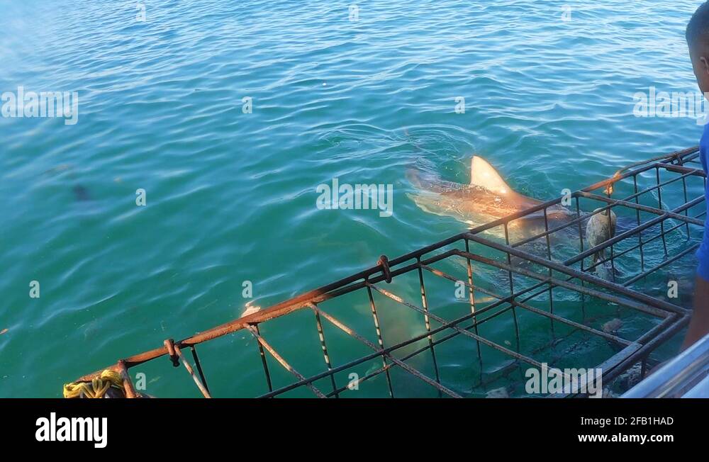 Baiting shark cage diving on top view Stock Video Footage - Alamy